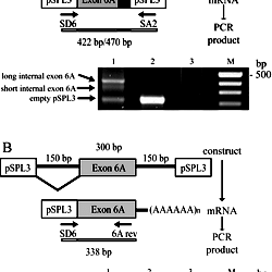 Exon 6A Is a Bona Fide Exon