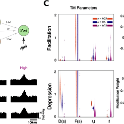Common input can prevent accurate estimation of STP.