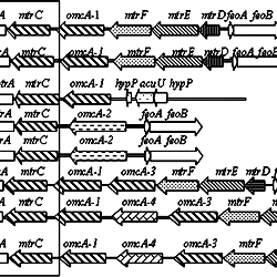 Item - The mtr-omc gene cluster and its surrounding genes. - Public ...