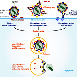 Schematic representation of different modes of virus entry.