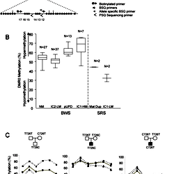 IGF2 DMR0 Methylation levels in Beckwith-Wiedemann Syndrome (BWS) and ...