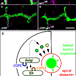 COPI and COPII function in tube size control.