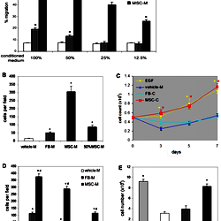 Effects of BM-MSC-conditioned medium on cell migration and proliferation.