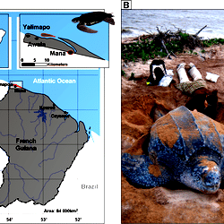 Location of the study site, and leatherback turtle blood sampling.