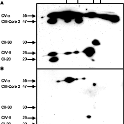 Supercomplex organisation of OXPHOS complexes in PBMC and neutrophils.