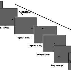 A schematic diagram of the spatial working memory (WM) task.