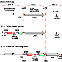 The Basic Design of FLP-Dependent Transgenes Using Gateway.