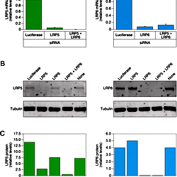 siRNA knockdown of LRP5 and LPR6 mRNA and protein expression in HeLa cells.