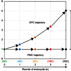 Trajectories of EPC and PMC size determination.
