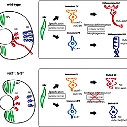 Schematic of Tet function during zebrafish retinal development.