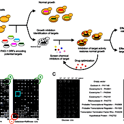 Overview of the yeast based approach to find inhibitors against the ...