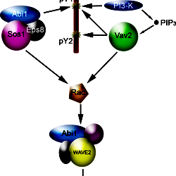 A model of the signaling pathway to the Arp2/3 complex.
