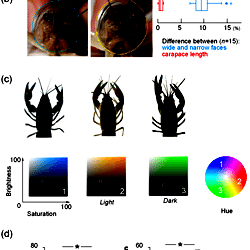 Manipulating visual clues.