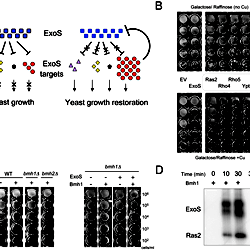Ras is a direct target of ExoS both in yeast and human.
