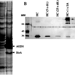 Production of MHC-I heavy chains.