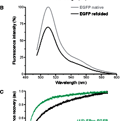 Fluorescence recovery of EGFP and (4S)-FPro-EGFP.