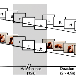 Experimental design of the sequence memory span task.