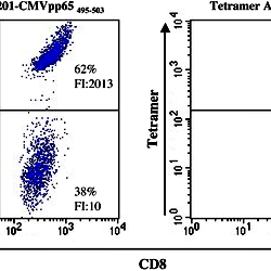 Tetramer staining comparison to pentamer.