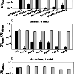 E. coli and S. typhimurium pur and pyr Mutants Have a Growth Defect in ...