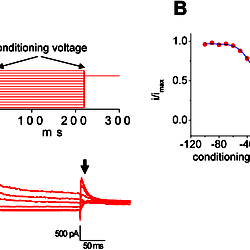 K+-current inactivation.