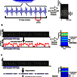 Regular song spectrograms versus Rhythm spectrograms.