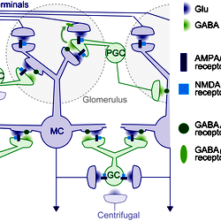 Simplified architecture of synaptic pathways in the olfactory bulb.