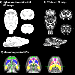 Representative MR images of the rat brain.