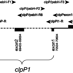 The clpP1 Gene and Flanking Regions with Primer Sites.