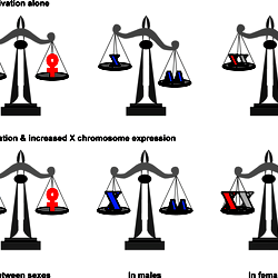 Balancing Expression