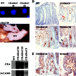 Expression of CEA and CEACAM6 in the CEABAC mouse colon.