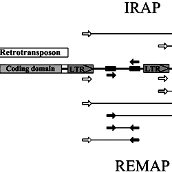 Principles of the IRAP, REMAP and ISSR procedures.