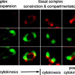 The Establishment, Construction, and Maturation of the Basal Complex ...