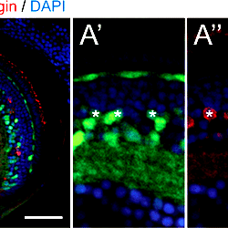 Secretagogin positive cells co-label with the Ptf1a:GFP amacrine marker ...