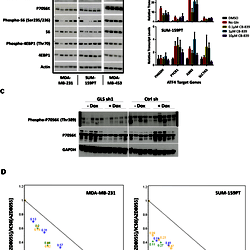 GLS inhibition activates the ISR pathway, inhibits the mTOR pathway ...