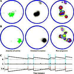 Examples of Wave Behavior
