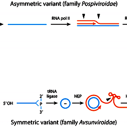 Mechanism proposed for replication of viroids.