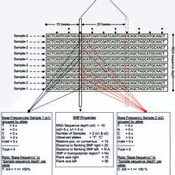 Example of a multiple sequence alignment (MSA) with SNP and sample ...