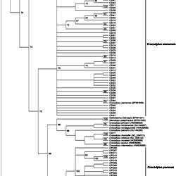 Phylogenetic relationships among mitochondrial DNA D-loop region ...