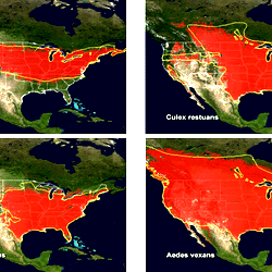 Maps Showing the Potential Distribution of Four Species of Mosquitoes ...