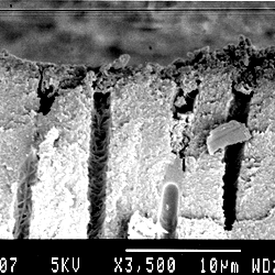 Scanning electron micrographs of the root canals of group B (× 2000) for the laser tube root ...