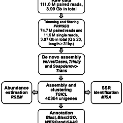 Flow chart of data analysis.