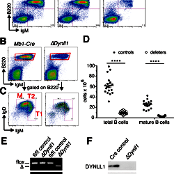 Reduced B cell numbers in Mb1-Cre Dynll1-deleted mice.