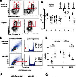 Defect in bone marrow B cell development in Mb1-Cre Dynll1-deleted mice.