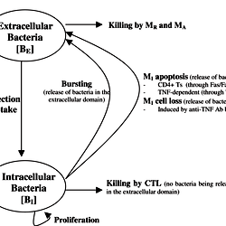 Bacteria Dynamics