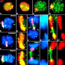Immunolabeling of Squashed Spermatocytes with Anti-SYCP3 (Green) and ...