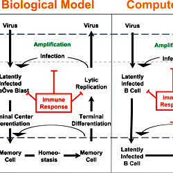 Diagrammatic Representation of the Simulation and the Biological Model ...