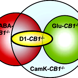 Graphic Representation of the Recombination Patterns of the CB1 Gene in ...