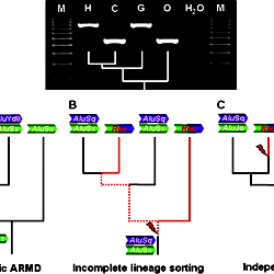 Incomplete Lineage Sorting and Parallel Independent ARMD Events