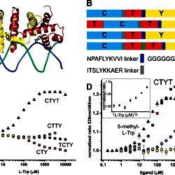 Tryptophan Sensors Based on the E. coli Tryptophan Repressor TrpR