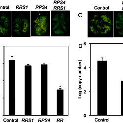 Colletotrichum higginsianum resistance analysis in transgenic Brassica ...